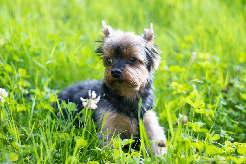 Cane Razza Yorkshire Nano Cure Naturali it