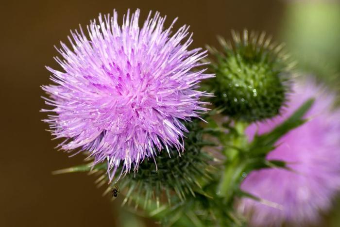 Cardo mariano, proprietà e utilizzi - Cure-Naturali.it