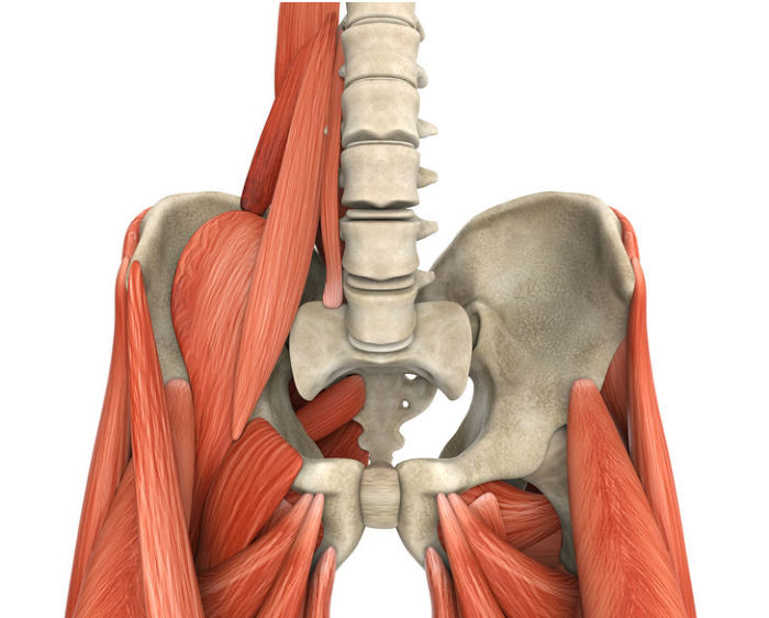 Psoas e ileopsoas: caratteristiche del muscolo - Cure-Naturali.it