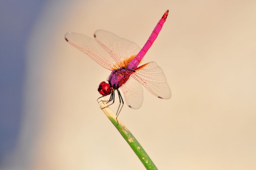 Libellula, simbolo di libertà - Cure-Naturali.it