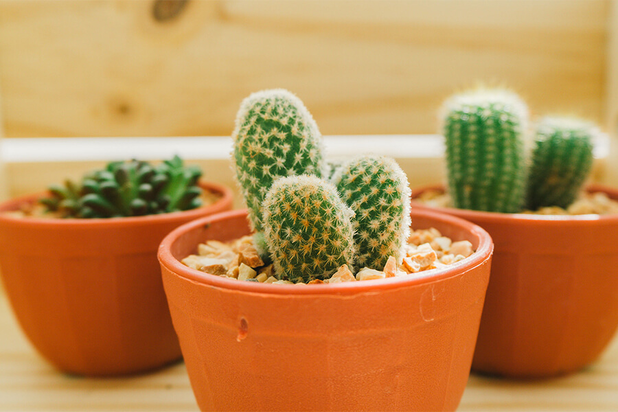 Cactus, caratteristiche e coltivazione - Cure-Naturali.it