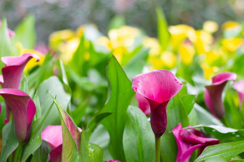 Calla, caratteristiche e coltivazione - Cure-Naturali.it