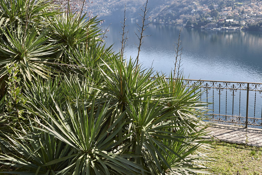 Yucca, coltivazione della pianta - Cure-Naturali.it