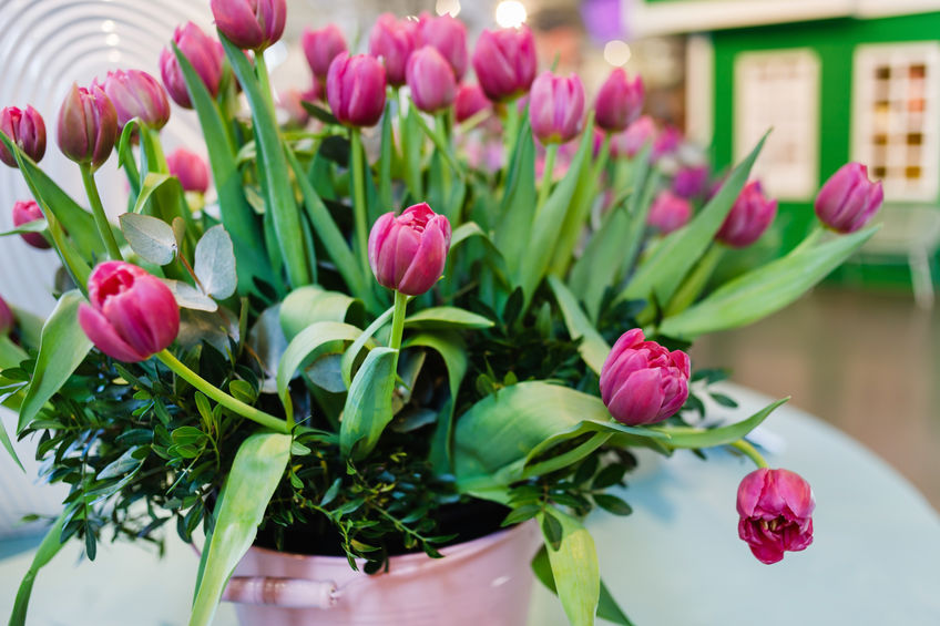 Tulipano: caratteristiche e coltivazione - Cure-Naturali.it
