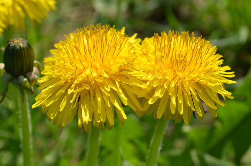 Tarassaco: caratteristiche e coltivazione - Cure-Naturali.it