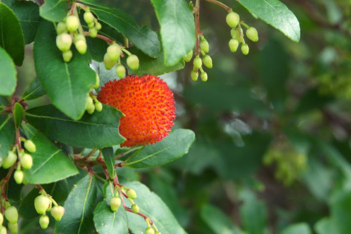 Corbezzolo coltivazione - Cure-Naturali.it